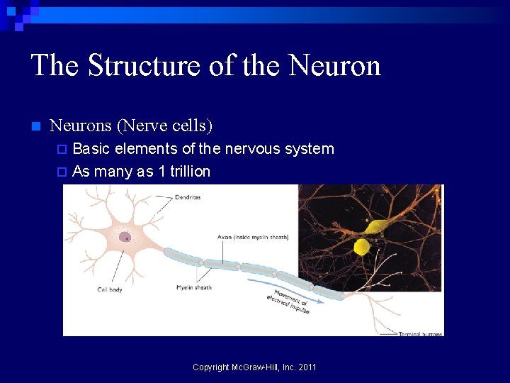 Neuroscience And Behavior Psychology and biology are intertwined