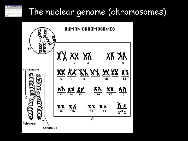 BI 420 Introduction to Bioinformatics Introduction to Sequencing