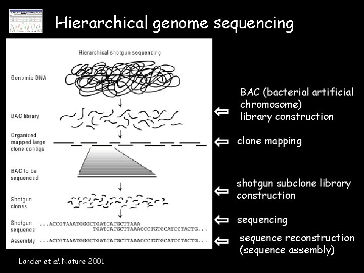 BI 420 Introduction to Bioinformatics Introduction to Sequencing