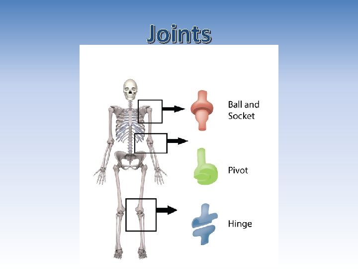 Skeletal System Functions Protects our organs brain intestines