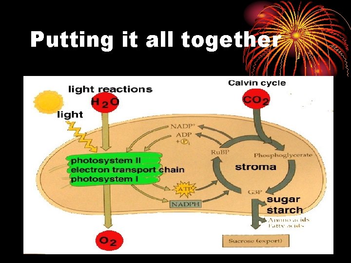 Photosynthesis Chapter 8 Bell Ringer 1 What process