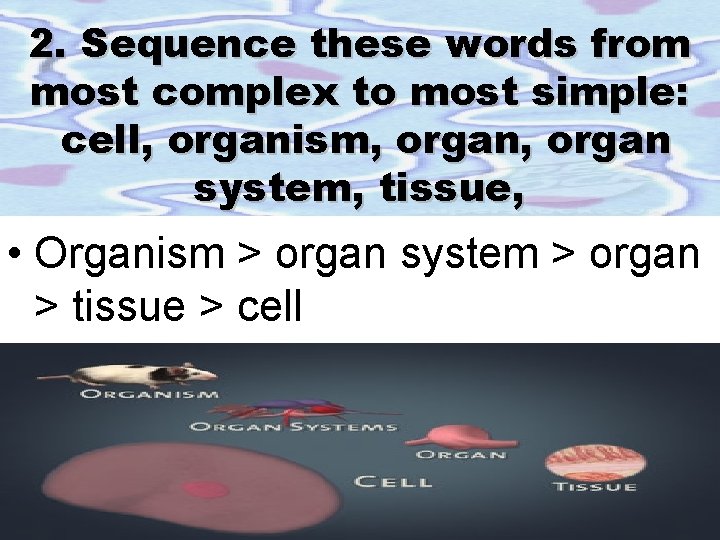 3 rd 6 Week Vocabulary Bulb Cell membrane
