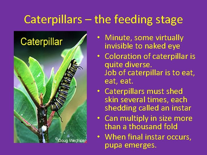 Life Cycle of Butterfly Ms Hernandez August 30