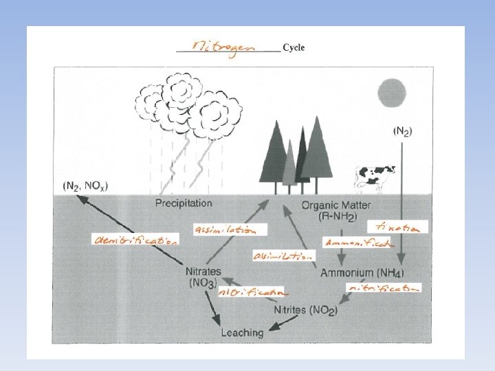 Cycles Human Impacts The Hydrologic Cycle The Carbon