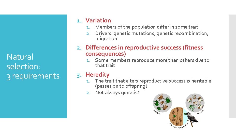 Evolution Mechanisms of Animal Behavior Week 2 Foundations