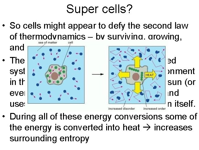 Chapter 8 Introduction to metabolism Potential and Kinetic