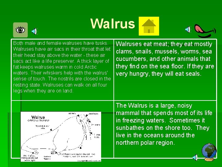 Animal Research Click on your animal Polar Bear
