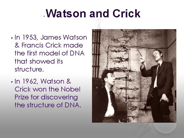 DNA Biology By Presenter Media com DNA Deoxyribonucleic