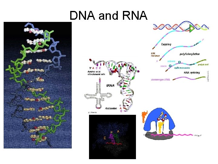 APBiology Critical Concepts The Carbohydrates Energy Structure The