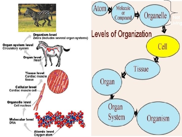 UNIT 1 Biology Whats it all about UNIT