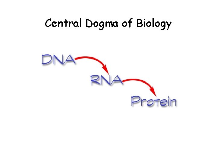 PROTEIN SYNTHESIS Central Dogma of Biology RNA ribonucleic