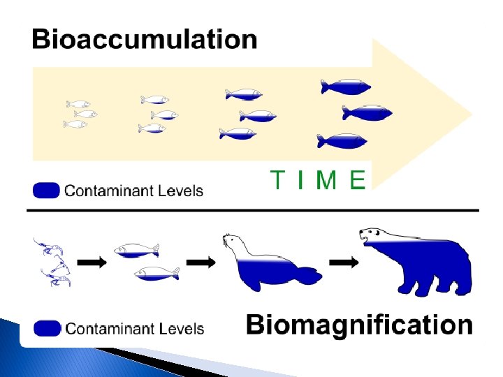 Bioaccumulation and Biomagnification What are they Poisons What