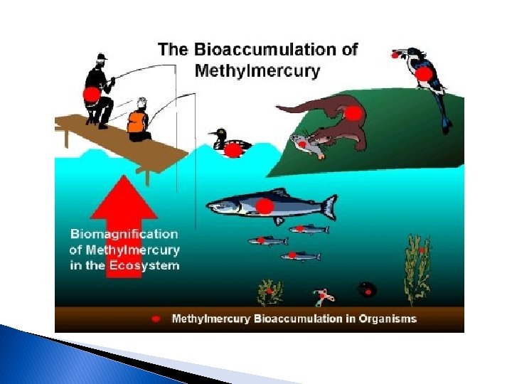 Bioaccumulation and Biomagnification What are they Poisons What
