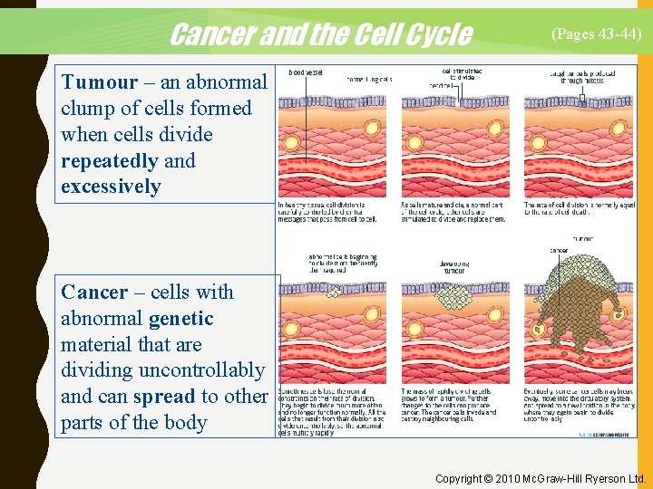 1 4 THE CELL CYCLE Learning Objectives To