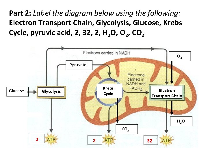 GRADING RUBRIC WKS Photosynthesis and Cellular Respiration Part