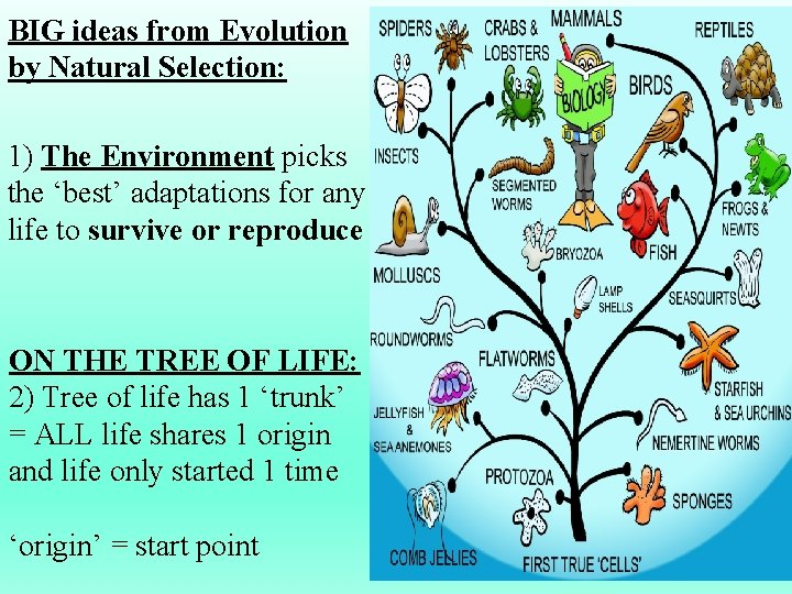 Learning objectives How to interpret evolution by Natural