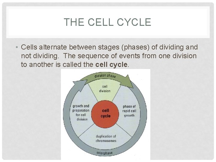 CELL DIVISION The trillion cells in your body