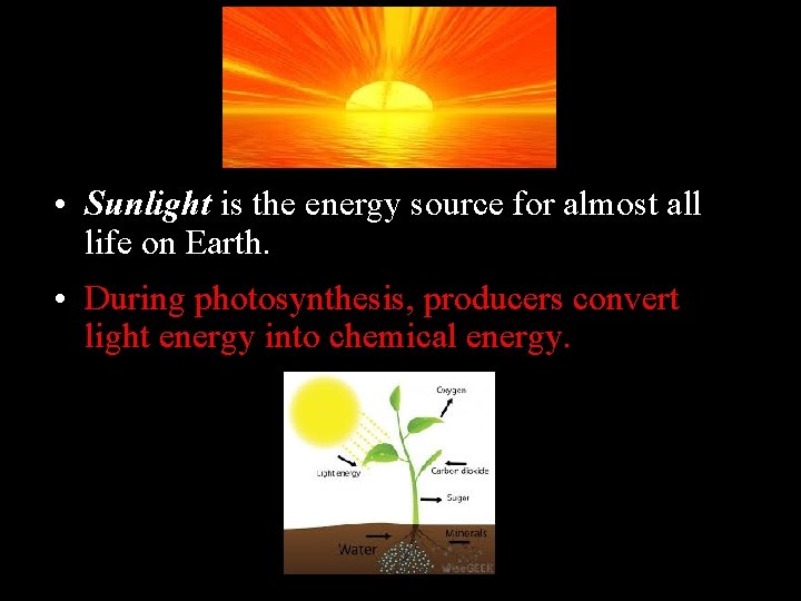 ACOS 1 Describe characteristics common to living things