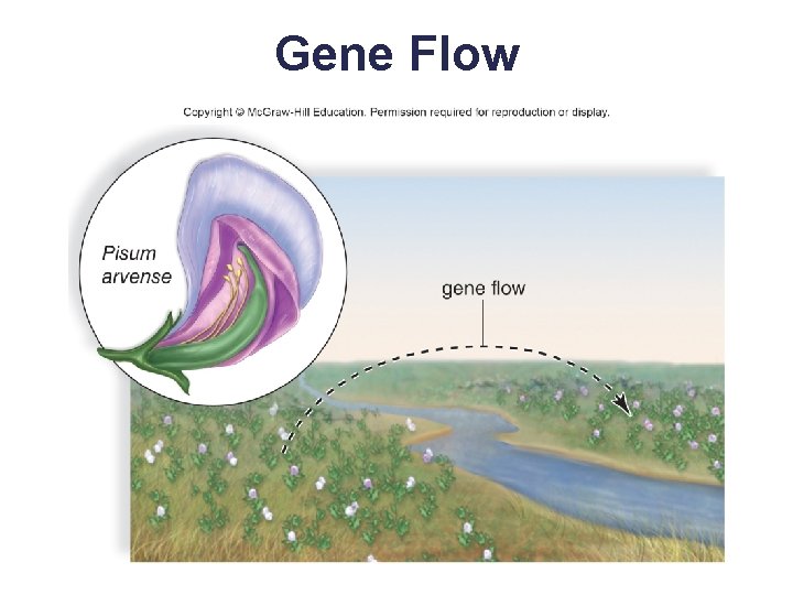 Biology Sylvia S Mader Michael Windelspecht Chapter 16