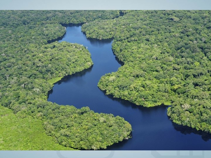 OS TIPOS VEGETAIS ECOSSISTEMAS DO BRASIL FLORESTA EQUATORIAL