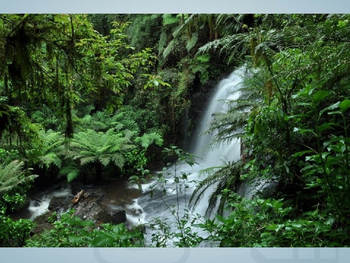 OS TIPOS VEGETAIS ECOSSISTEMAS DO BRASIL FLORESTA EQUATORIAL