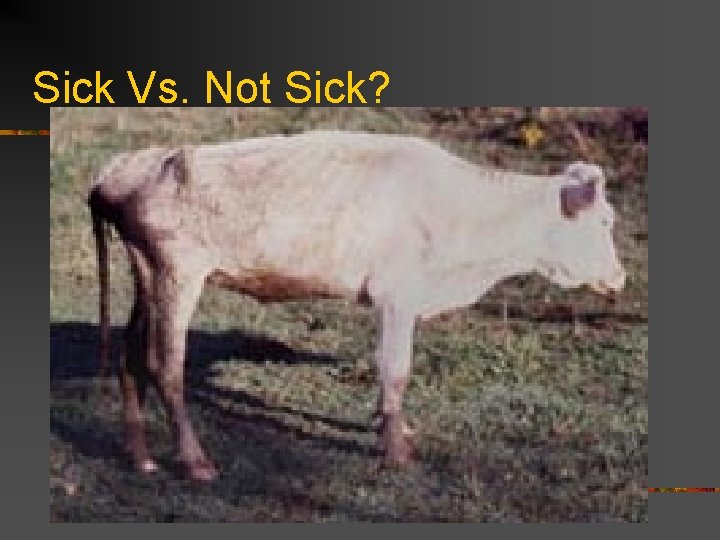 ANIMAL HEALTH Bellwork Identify two reasons why learning