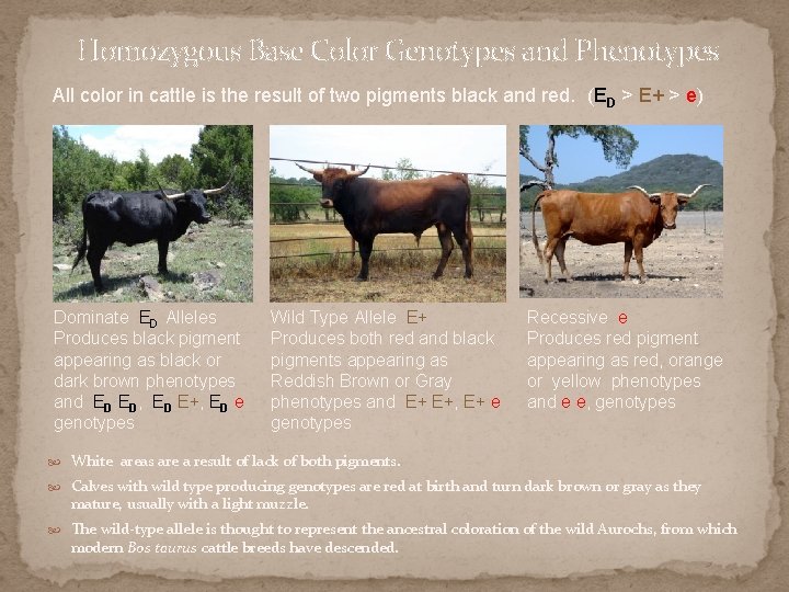 Bos Taurus Genetics Exploring Genotypes and Phenotypes of