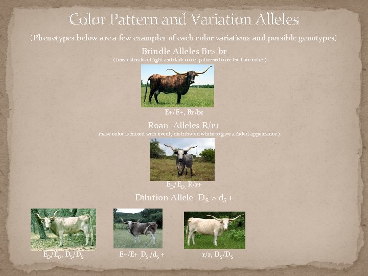 Bos Taurus Genetics Exploring Genotypes and Phenotypes of