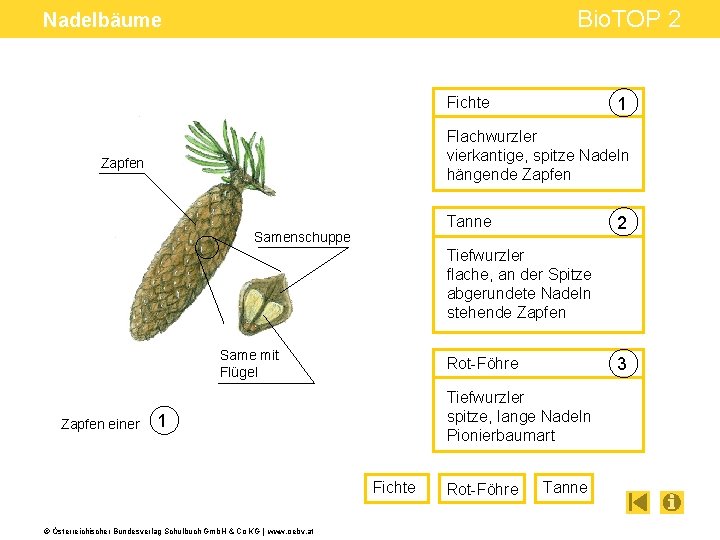 Bersicht Nadelbume Zapfen
