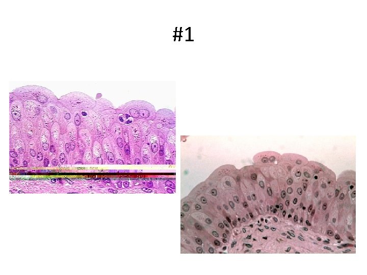 Slide Study for Lab Practical Histology On epi