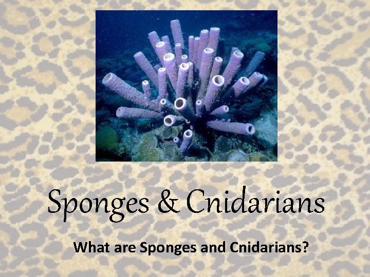 Kingdom Animalia Introduction to Invertebrates What is an