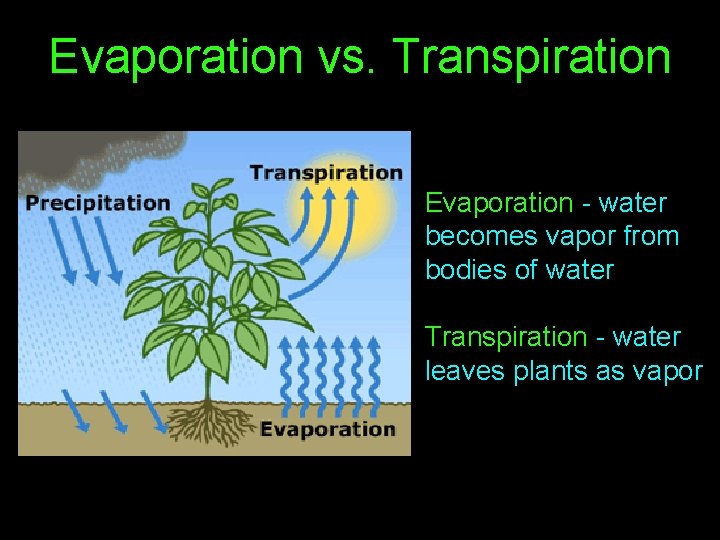 Ecology Part 6 Learning Objectives Trace how water