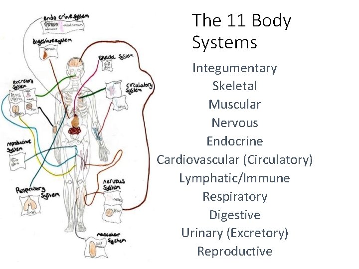 UNIT 1 The Human Body An Orientation Learning