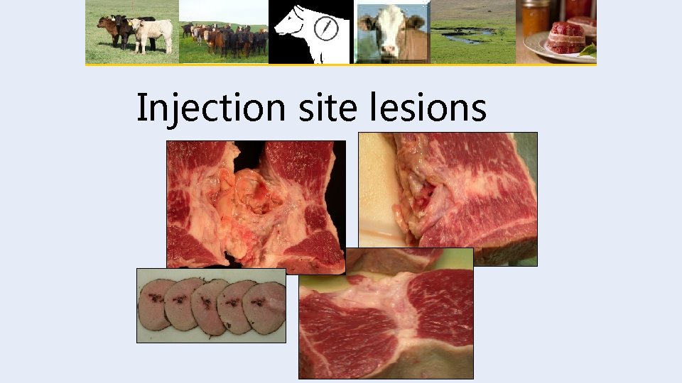 Beef Quality Assurance Certification September 23 2017 What
