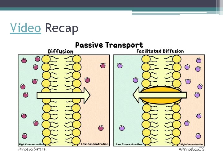 BELL RINGER What part of the cell controls