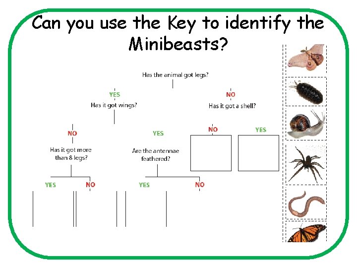 Minibeasts and Plants Term 4 Primary 3 In