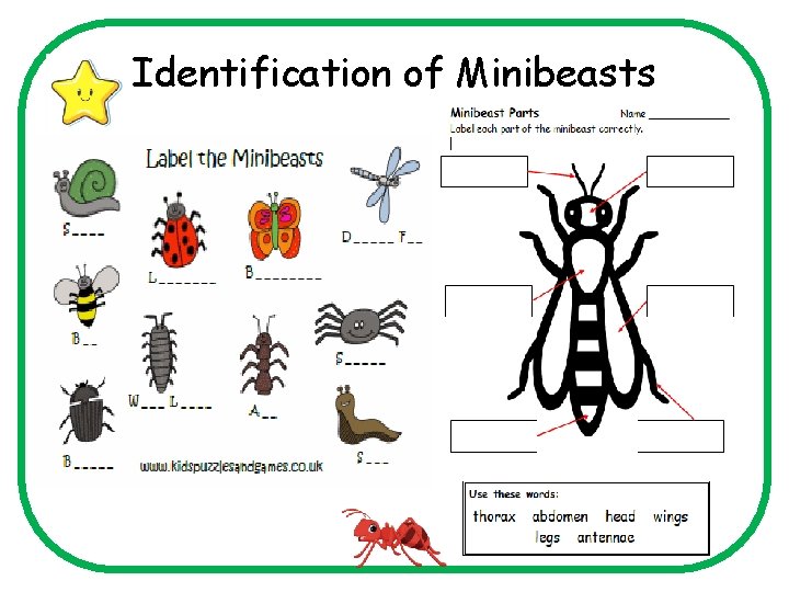 Minibeasts and Plants Term 4 Primary 3 In