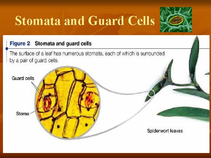 ADAPTATIONS OF PLANTS I Establishment of Plants on