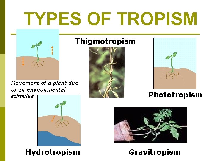 Kingdom Plantae Autotrophic Multicellular Immobile ALL PLANTS ARE