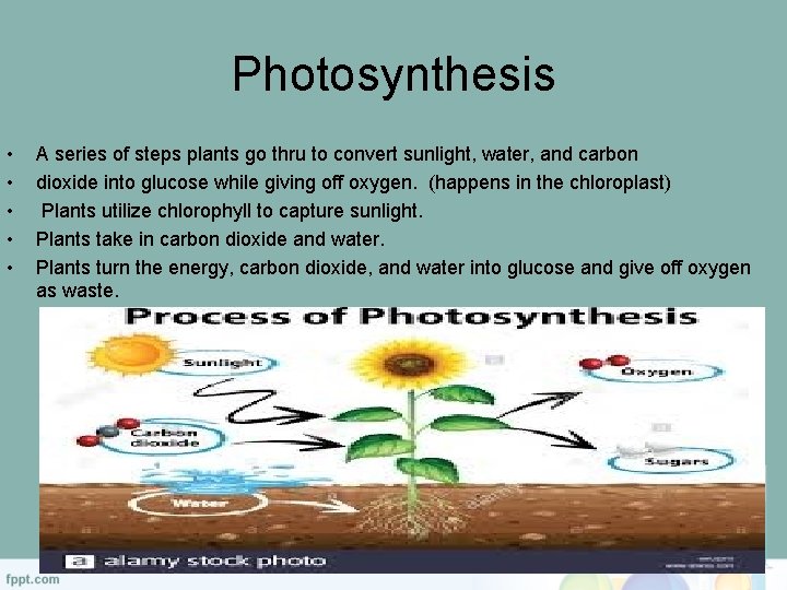 UNIT 4 Photosynthesis and CarbonOxygen cycles Phenomenon https