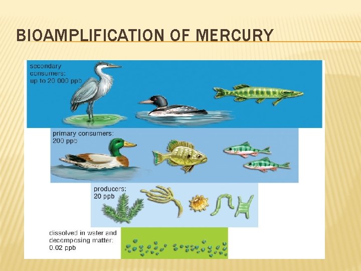 Grade 9 Science PESTS AND PESTICIDES BIOACCUMULATION PESTS