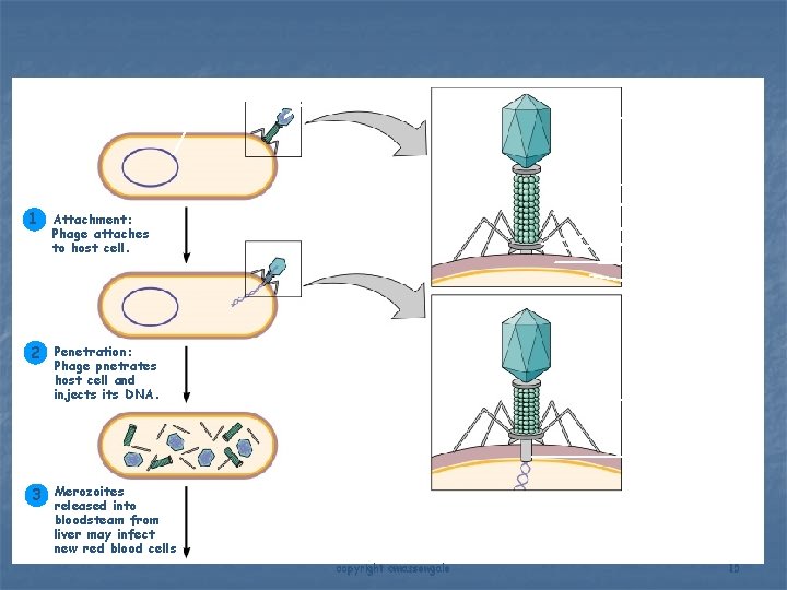 Bacteria and Viruses Unit 1 Nature of Biology