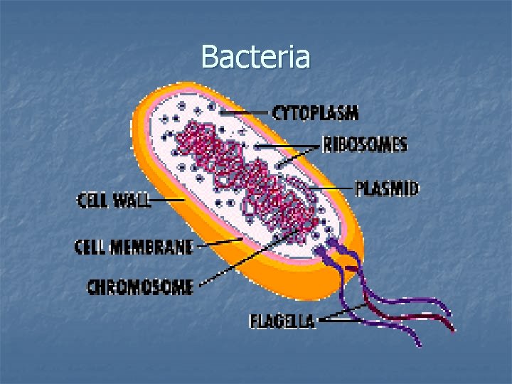 Bacteria and Viruses Unit 1 Nature of Biology