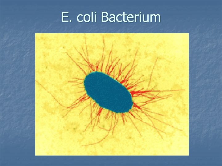 Bacteria and Viruses Unit 1 Nature of Biology