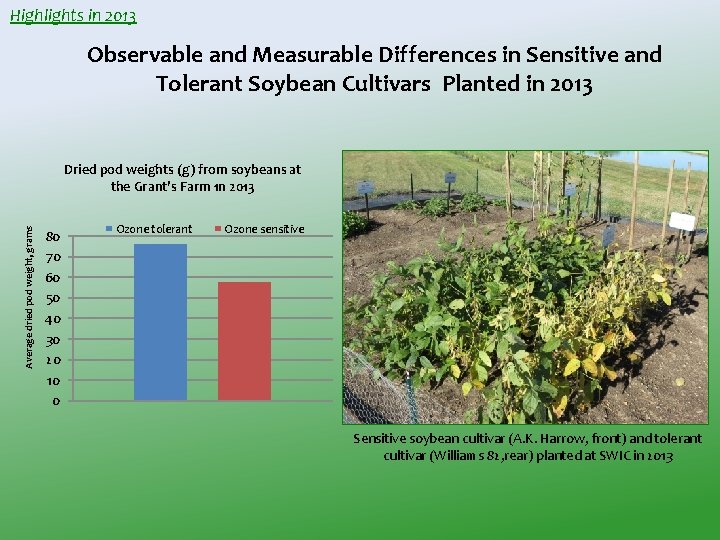 The St Louis Ozone Garden Project The Beginnings