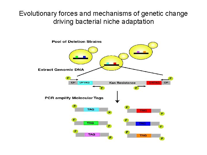 The evolution and ecological adaptation of bacteria Adam