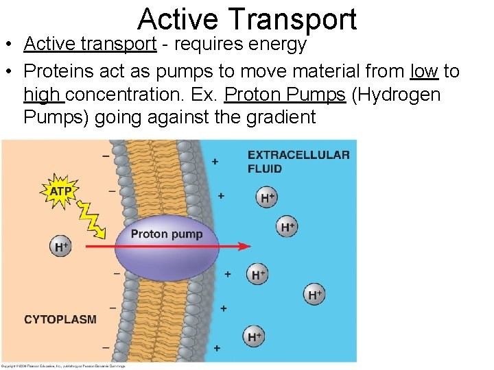 Mag Biology The Cell Part 2 The Working