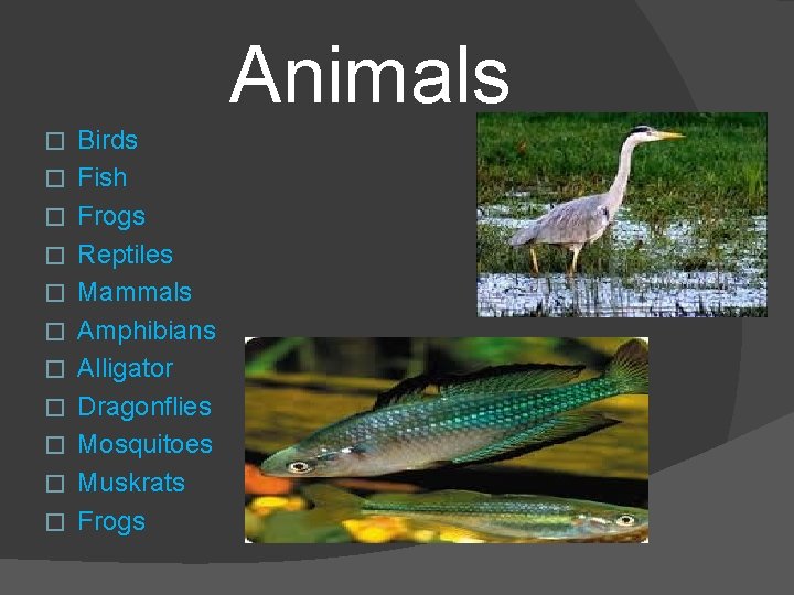 FRESHWATER WETLANDS BIOMES By Camryn Davis Climate Wetland