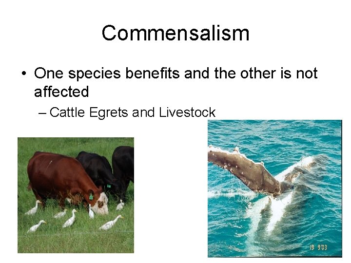 Symbiosis is a relationship between different species in