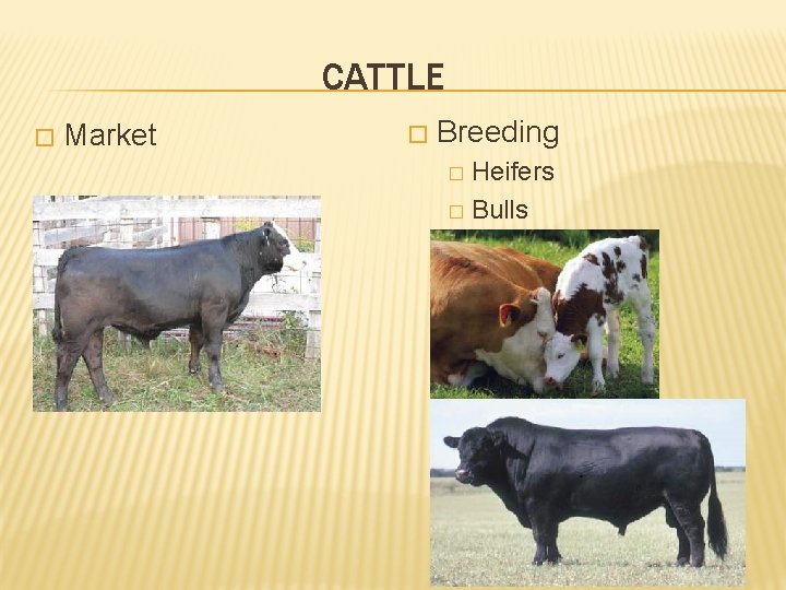 EVALUATION OF LIVESTOCK CATTLE CATTLE Market Breeding Heifers